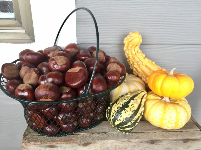 Fallish Things: Foraging for Chestnuts – Unto Adoption